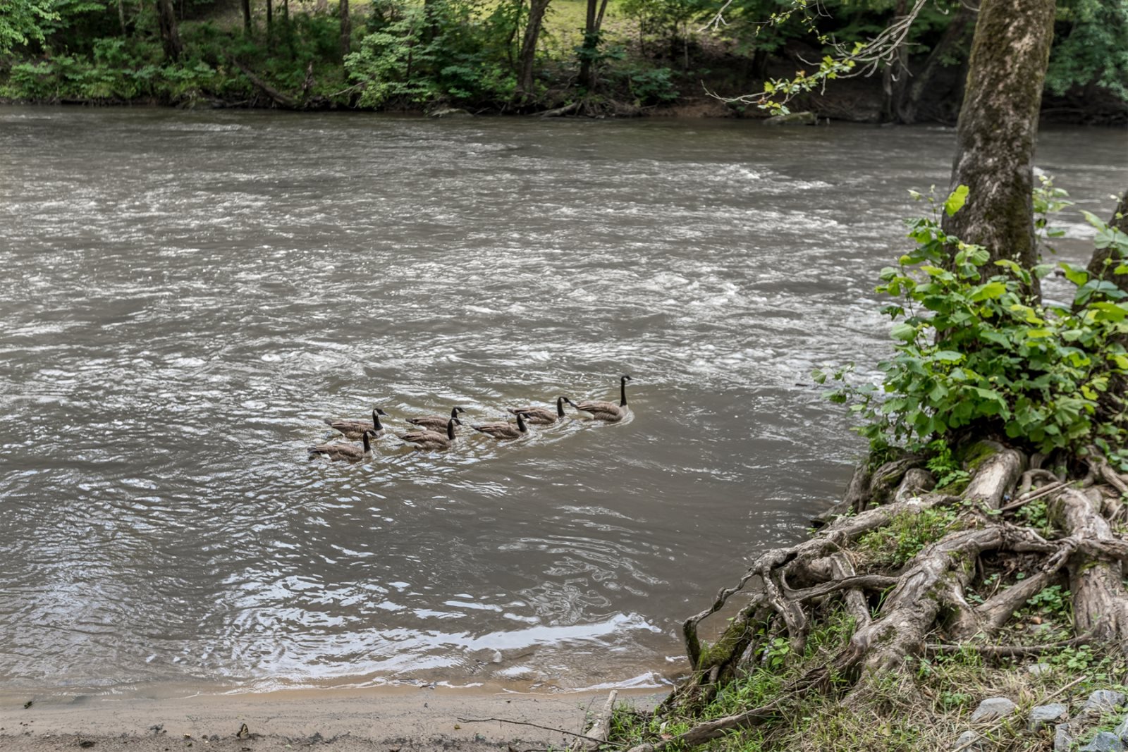 Blue Sky Cabin Rentals: Moon River